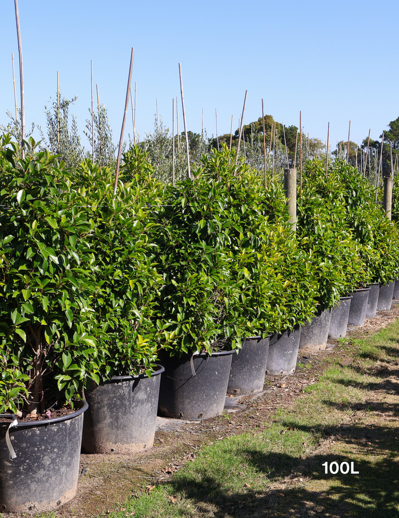 Ficus obliqua 'Figaro' - Evergreen Trees Direct