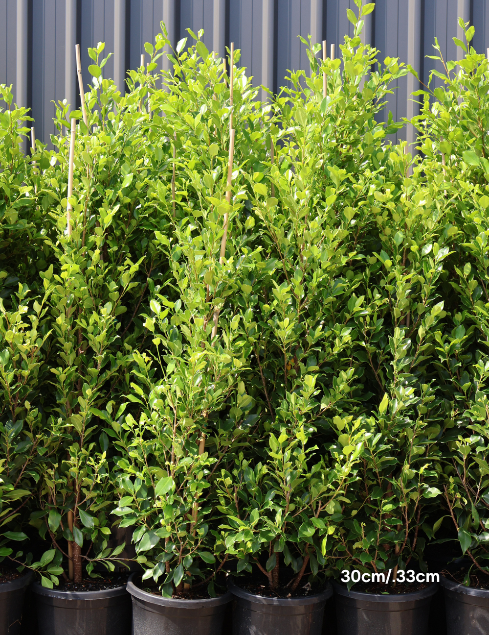 Ficus hillii 'Flash' - Evergreen Trees Direct