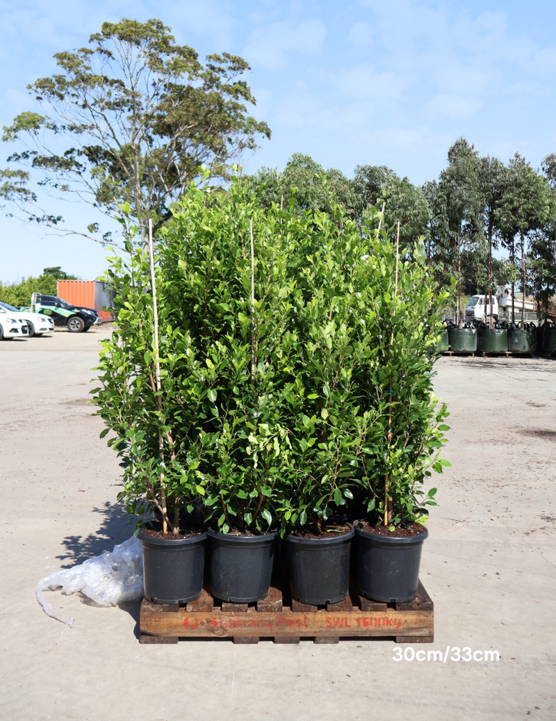 Ficus hillii 'Flash' - Evergreen Trees Direct