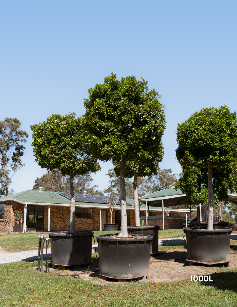 Ficus Hillii – Dense, Weeping Privacy Tree for Hedging & Pleaching
