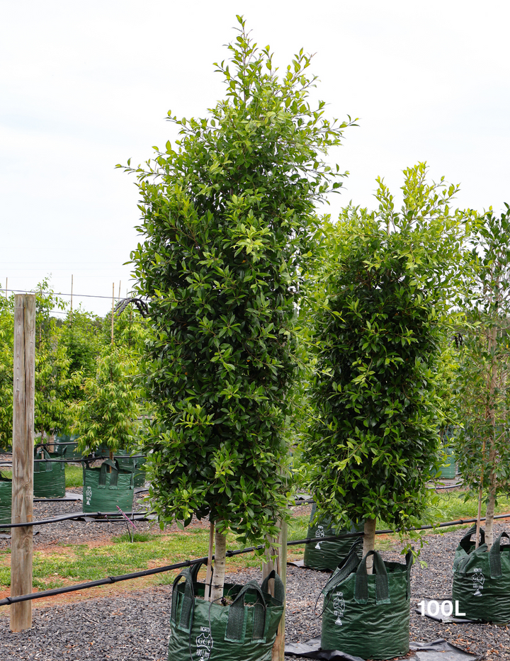 Ficus Variety - Evergreen Trees Direct