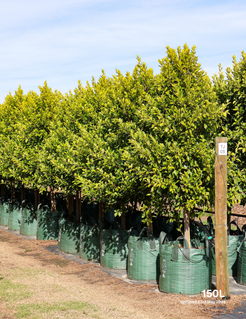 Ficus hillii 'Flash' - Evergreen Trees Direct