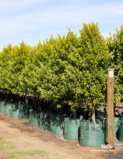 Ficus hillii 'Flash' - Evergreen Trees Direct