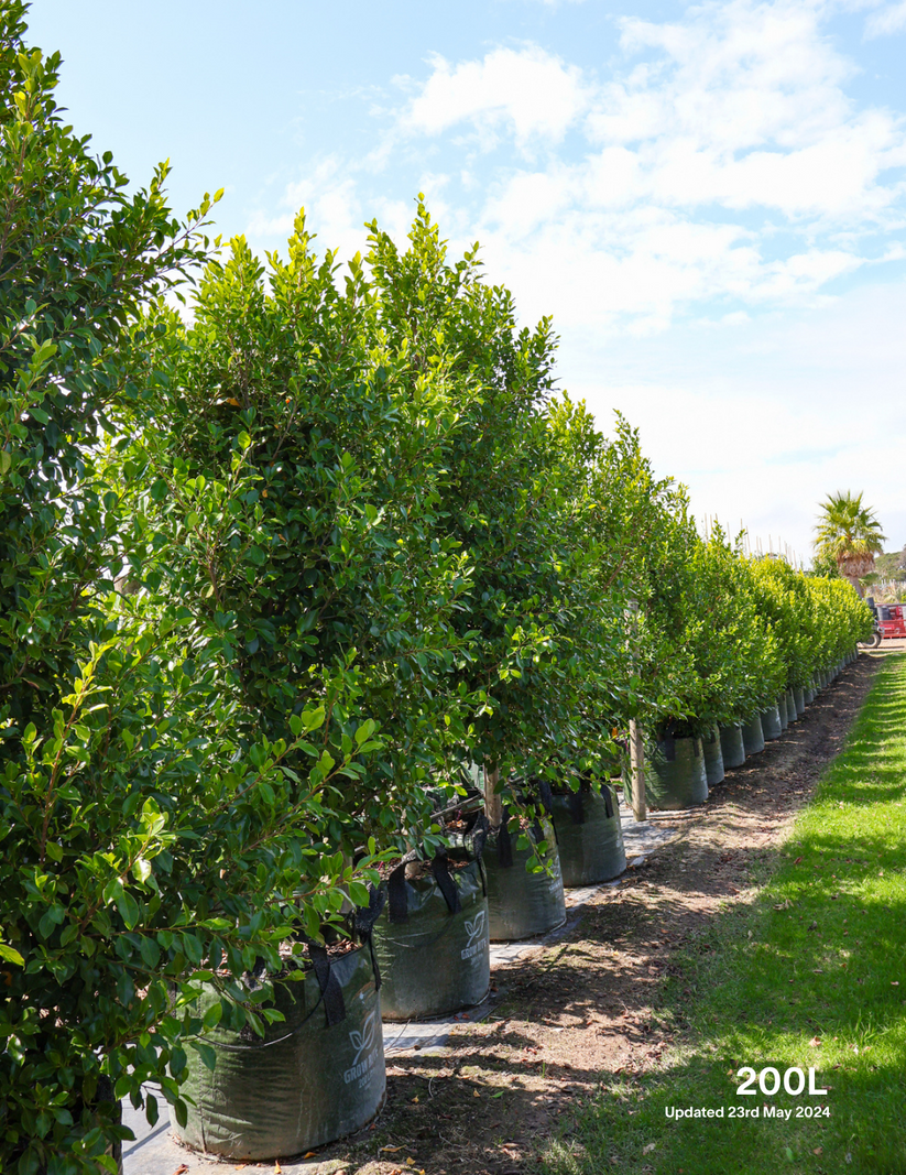 Ficus hillii 'Flash' - Evergreen Trees Direct