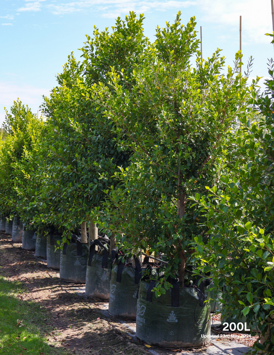 Ficus hillii 'Flash' - Evergreen Trees Direct