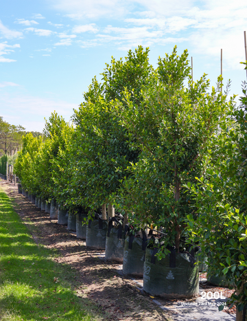 Sizing Chart | Evergreen Trees Direct