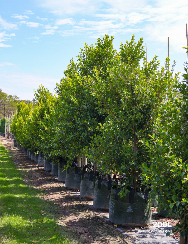 Ficus hillii 'Flash' - Evergreen Trees Direct