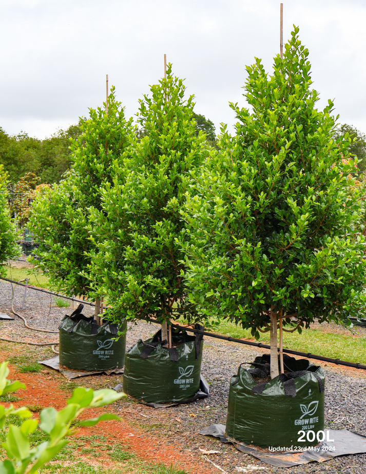 Ficus hillii 'Flash' - Evergreen Trees Direct