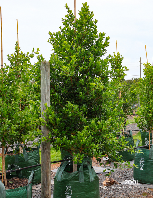 Ficus hillii 'Flash' - Evergreen Trees Direct