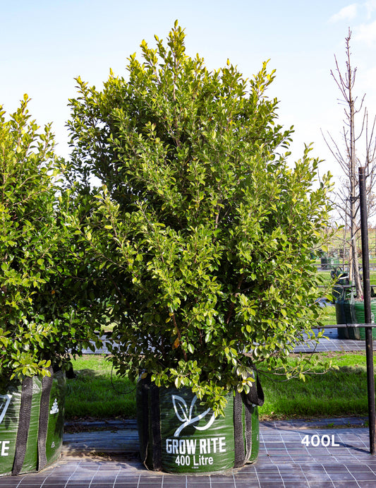 Ficus hillii 'Flash' - Evergreen Trees Direct