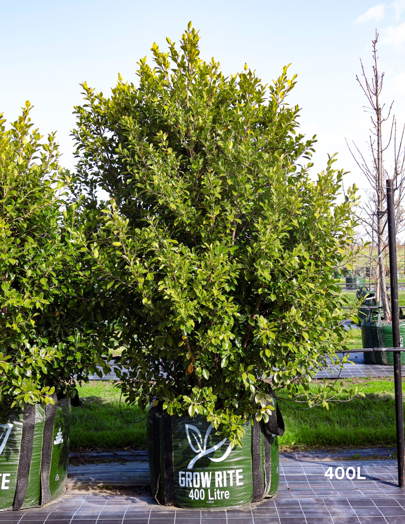 Ficus Hillii Flash | Evergreen Trees Direct
