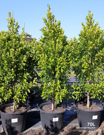 Ficus hillii 'Flash' - Evergreen Trees Direct