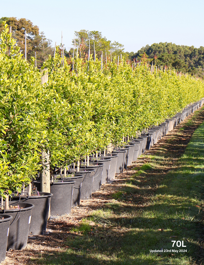 Ficus hillii 'Flash' - Evergreen Trees Direct