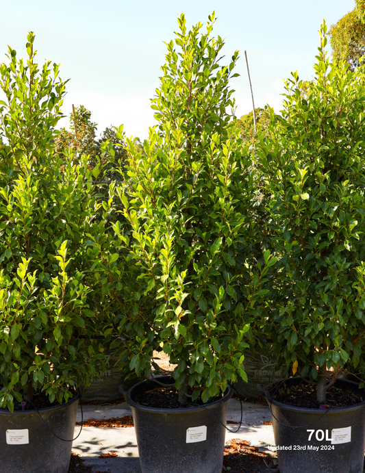 Ficus hillii 'Flash' - Evergreen Trees Direct