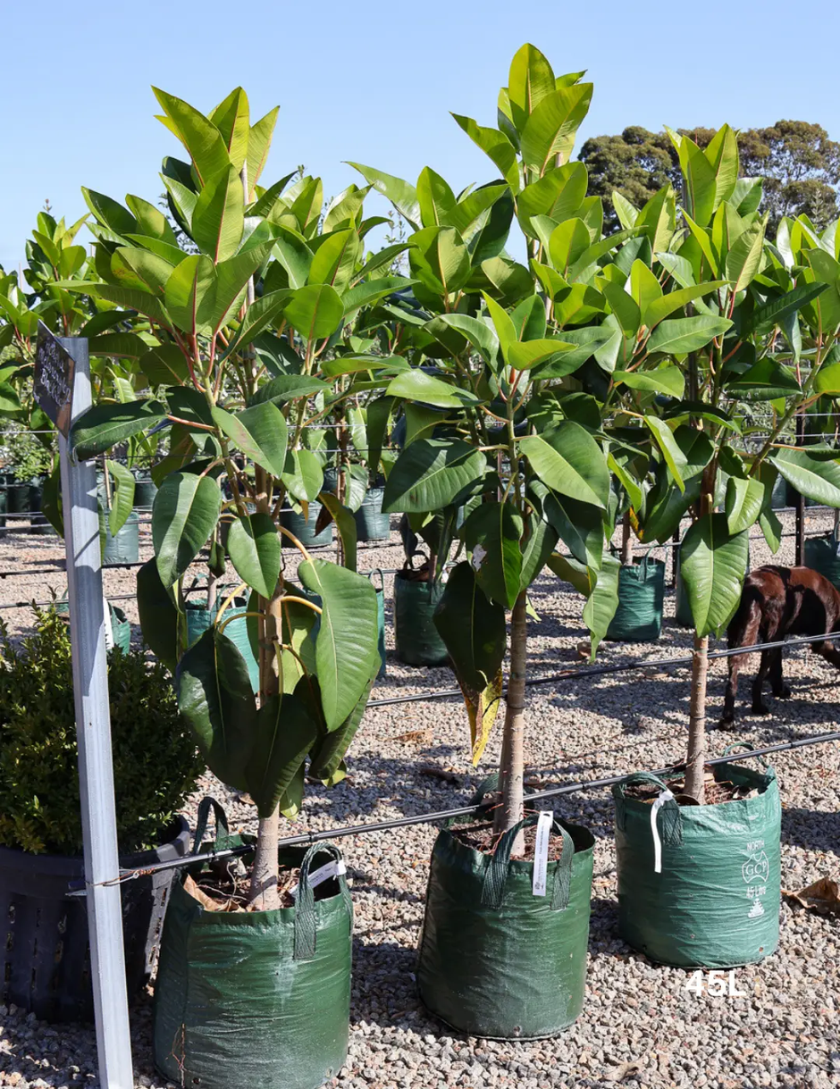 Ficus Variety - Evergreen Trees Direct