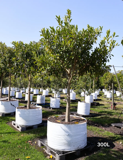 Ficus Rubiginosa - Evergreen Trees Direct