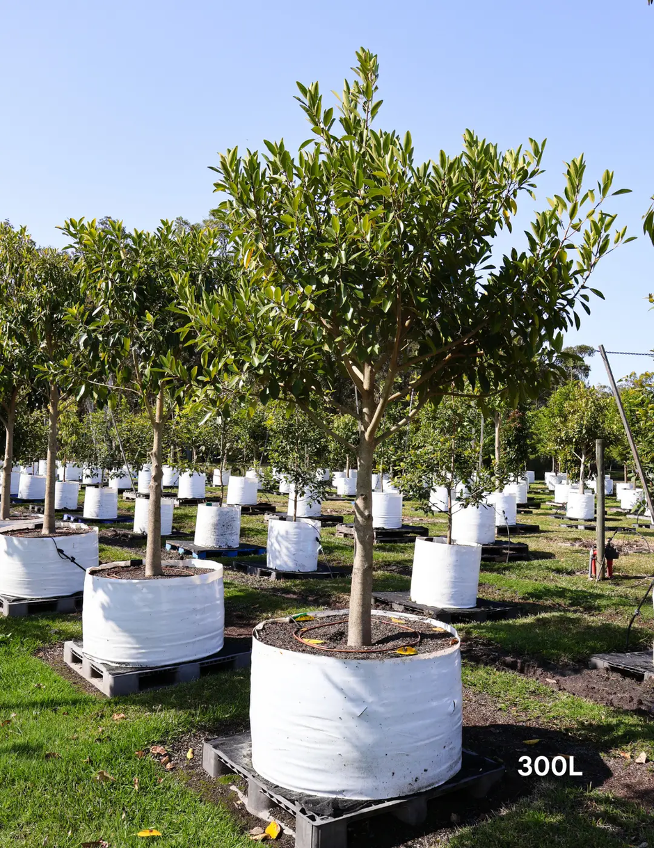 Ficus Variety - Evergreen Trees Direct