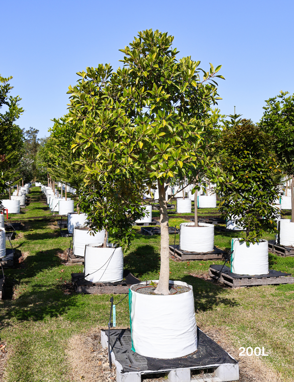 Ficus Rubiginosa (Port Jackson Fig) - Evergreen Trees Direct