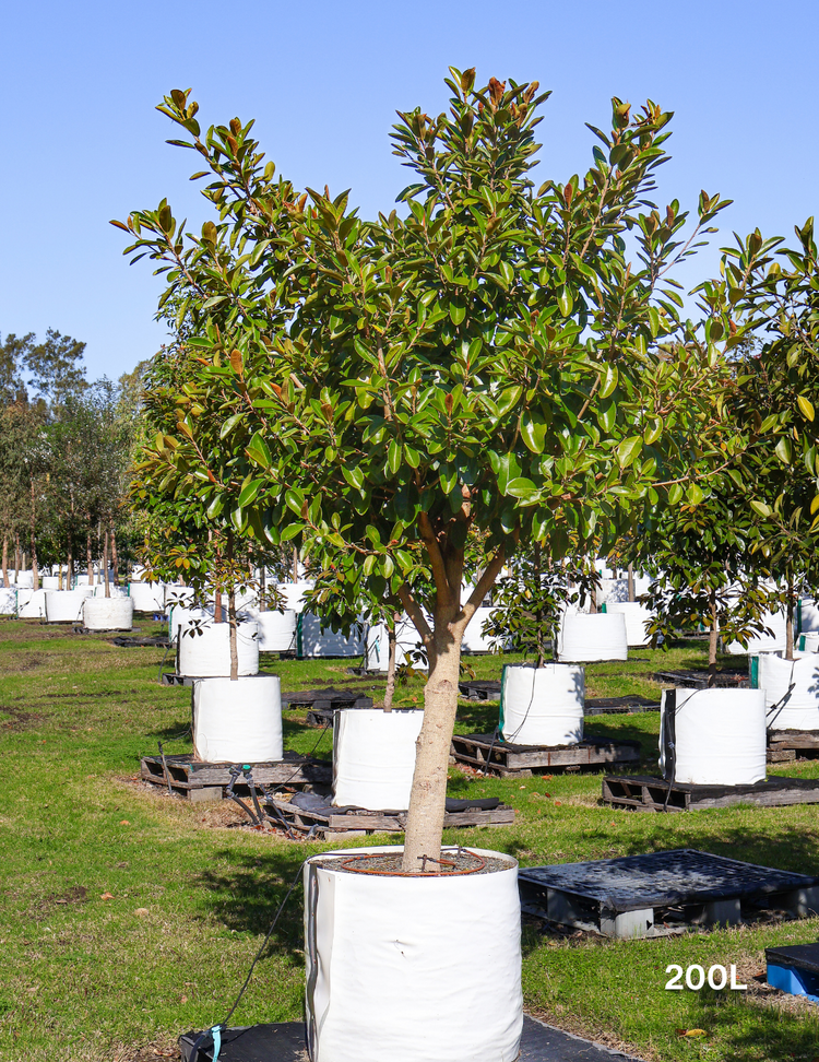 Ficus Rubiginosa - Evergreen Trees Direct