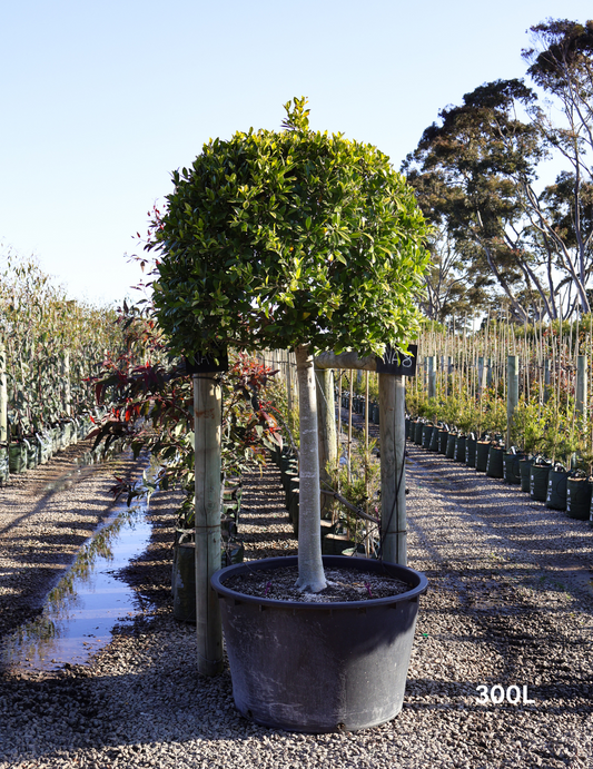 Ficus Variety - Evergreen Trees Direct