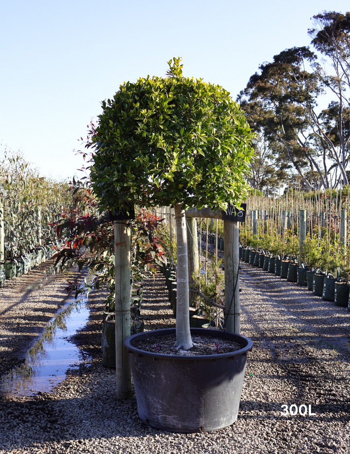 Ficus Variety - Evergreen Trees Direct