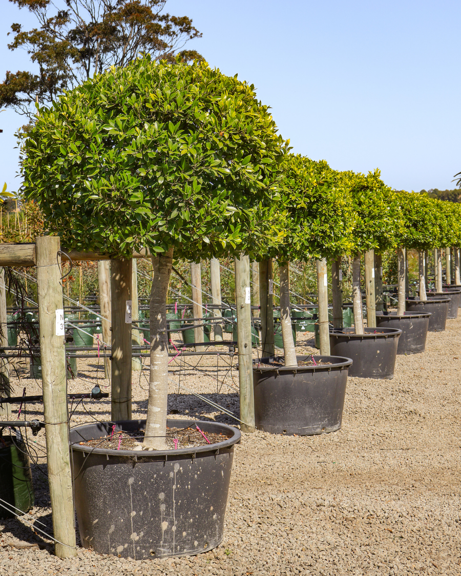 Ficus hillii 'Standard' | Evergreen Trees Direct