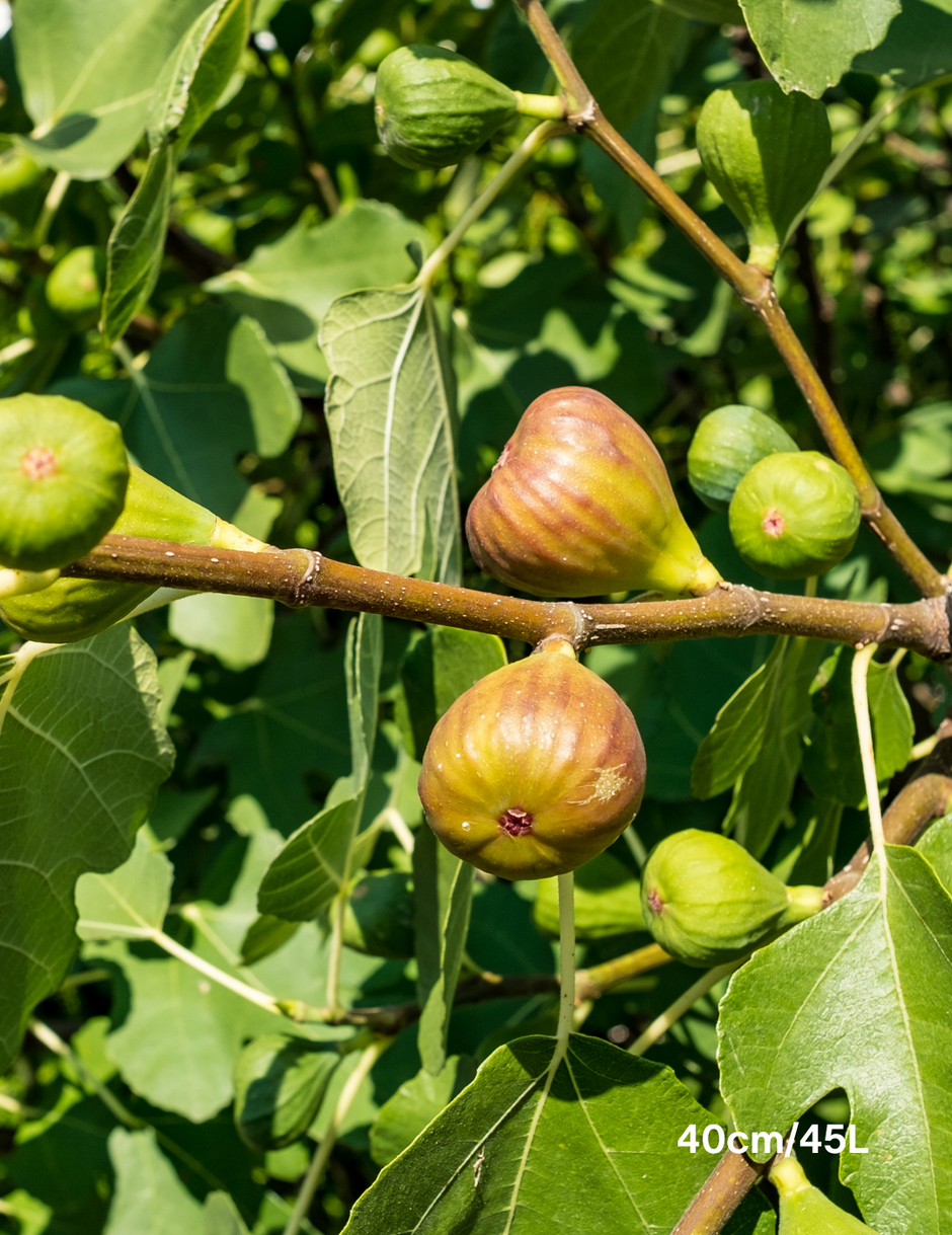 Ficus Variety - Evergreen Trees Direct