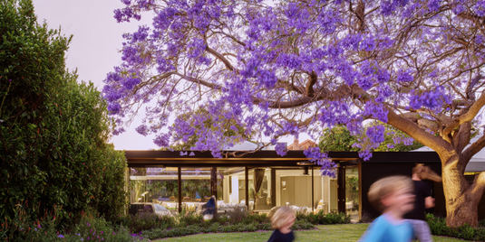 Eucalyptus Microcarpa - Grey Box