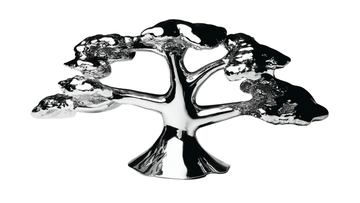 Acacia implexa – Lightwood, Hickory Wattle | Evergreen Trees Direct