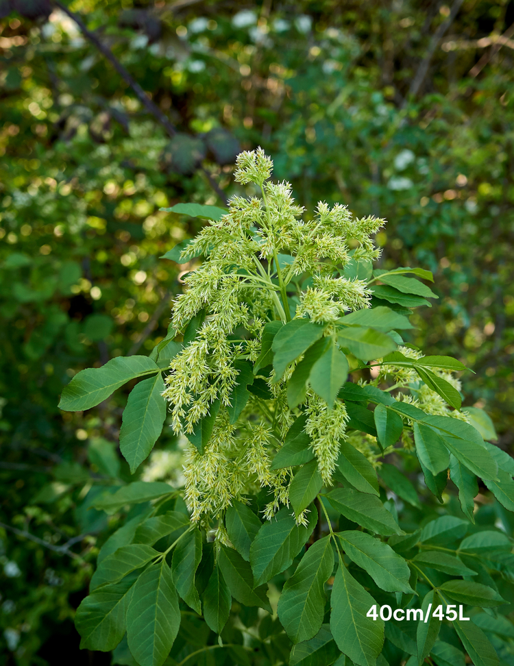 Fraxinus ornus 45L Bag - Evergreen Trees Direct