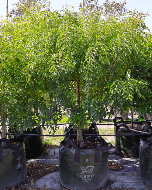 Fraxinus griffithii - Evergreen Trees Direct - Evergreen Trees Direct