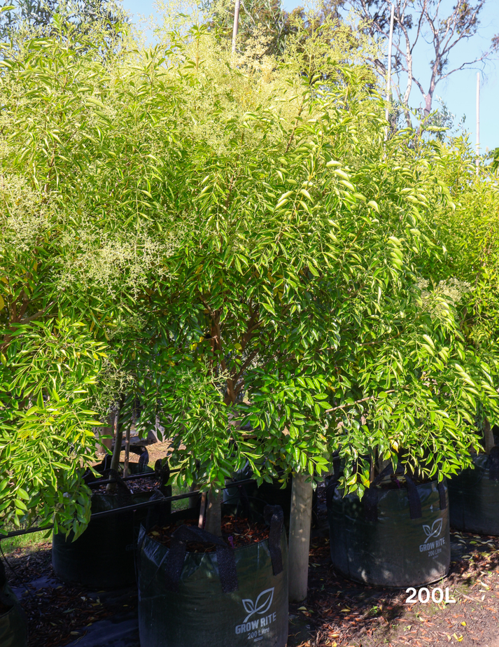 Fraxinus griffithii - Evergreen Trees Direct