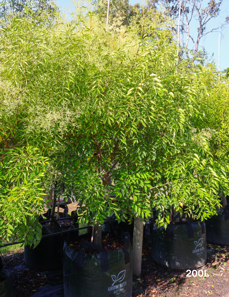Fraxinus griffithii - Evergreen Trees Direct