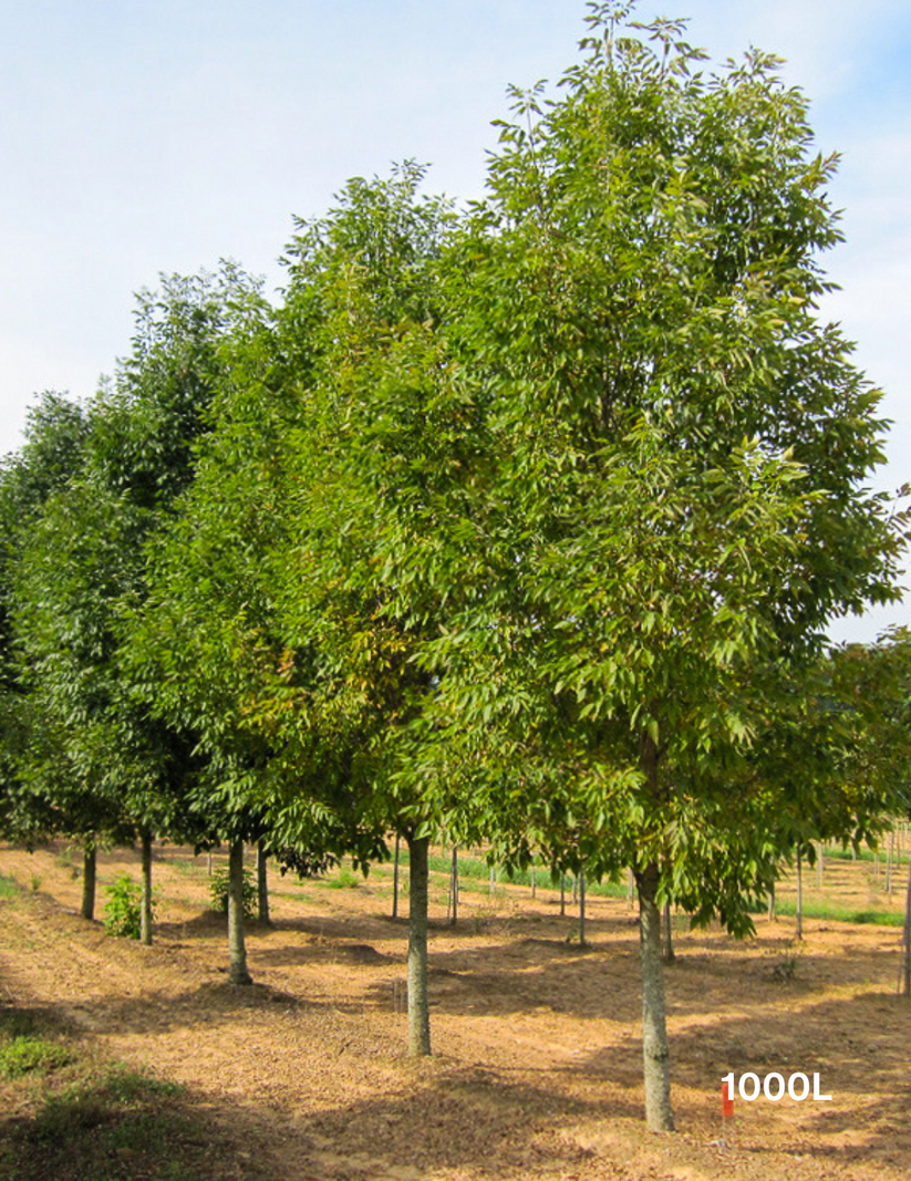 Fraxinus pennsylvanica 'Cimmaron' - Evergreen Trees Direct