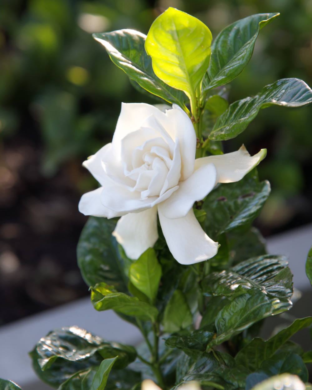 Gardenia augusta 'Magnifica' | Fragrant White Flowering Shrub ...