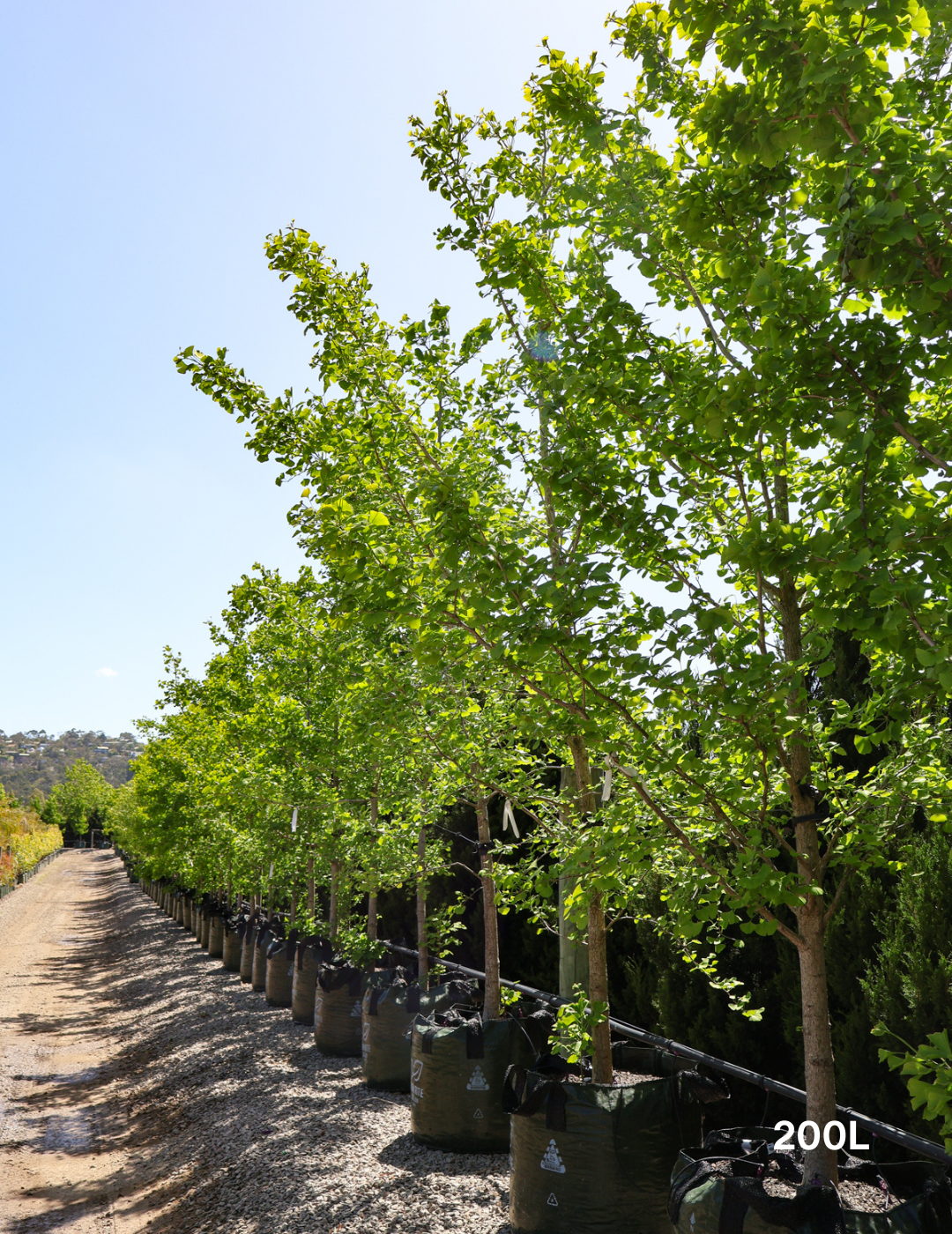 Ginkgo biloba - Evergreen Trees Direct