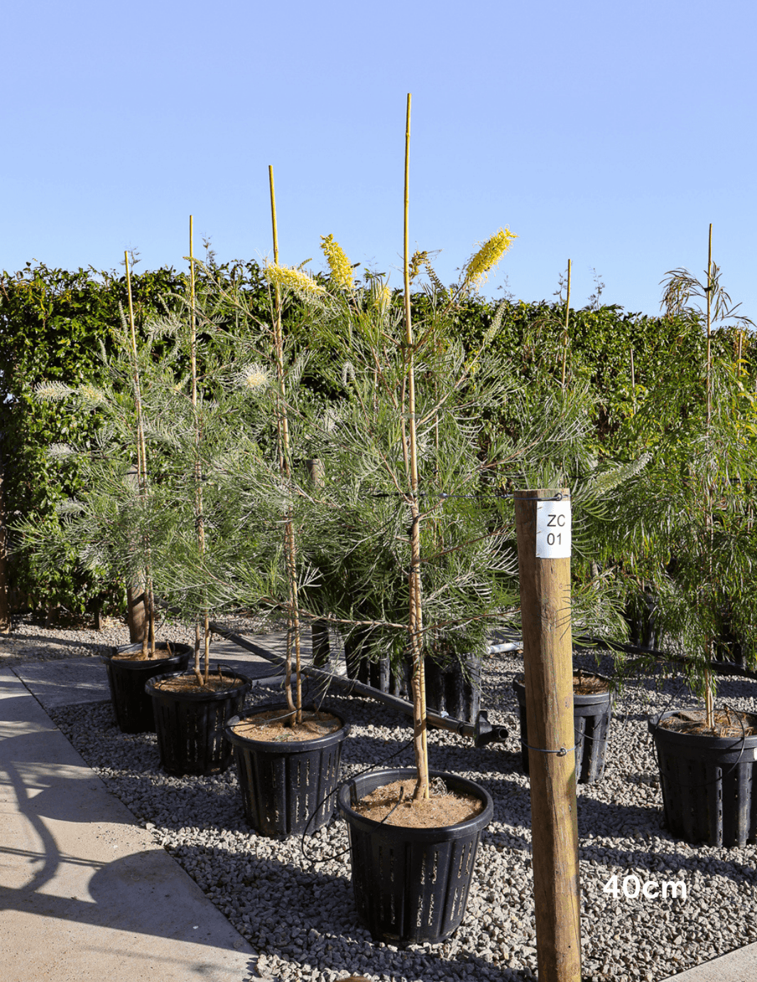 Australian Native Trees for Sale - Evergreen Trees Direct