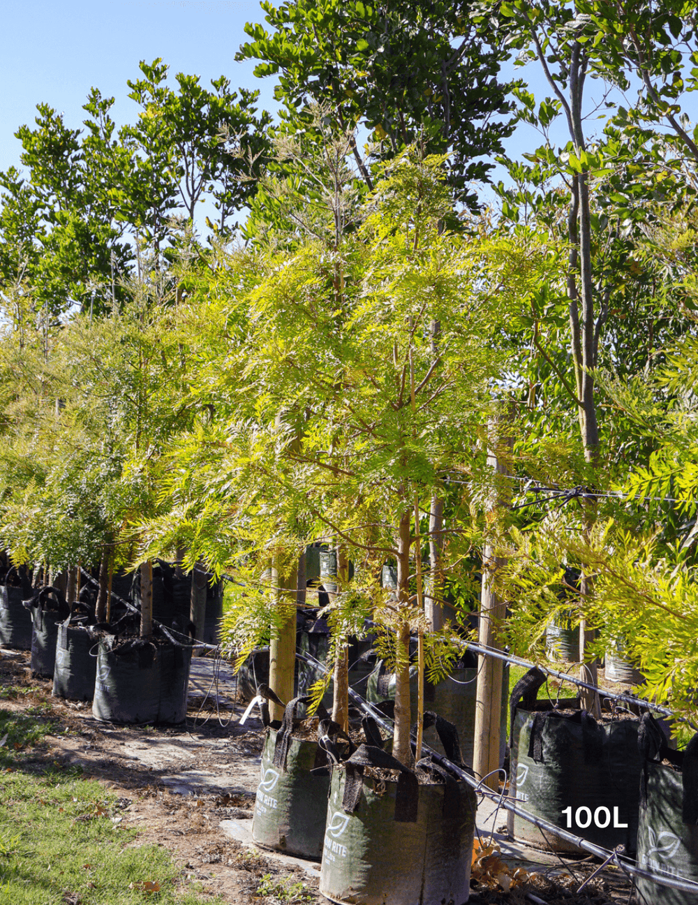 Grevillea robusta - Silk Oak - Evergreen Trees Direct