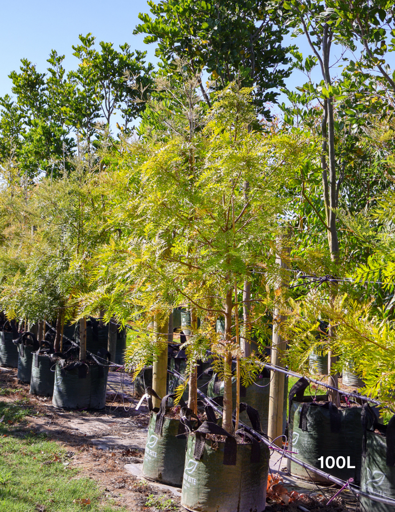 Grevillea robusta - Silk Oak - Evergreen Trees Direct