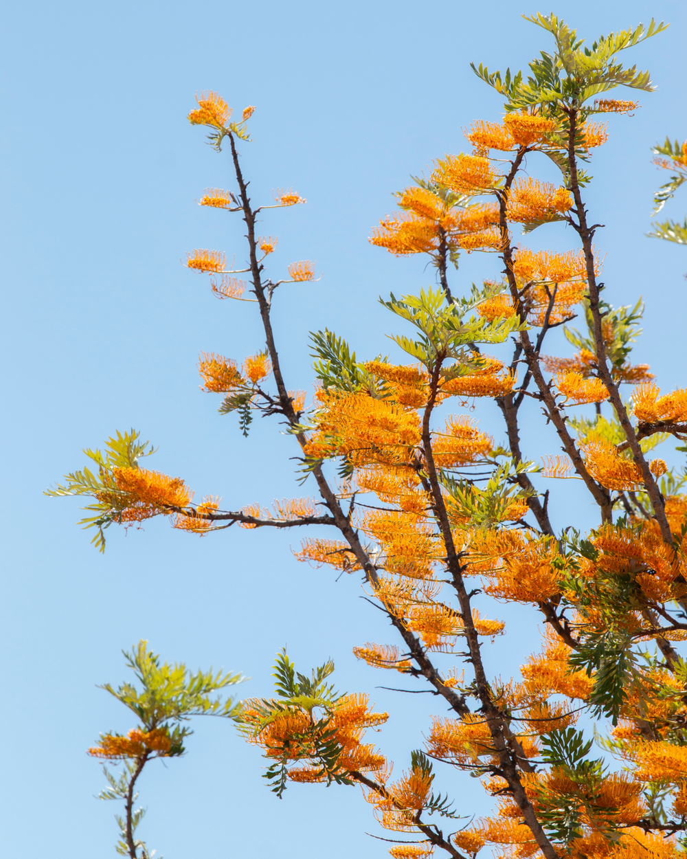 Grevillea robusta - Silk Oak - Evergreen Trees Direct - Evergreen Trees ...
