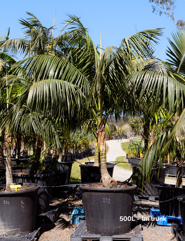 Howea forsteriana – Kentia Palm | Elegant Indoor or Outdoor Palm ...