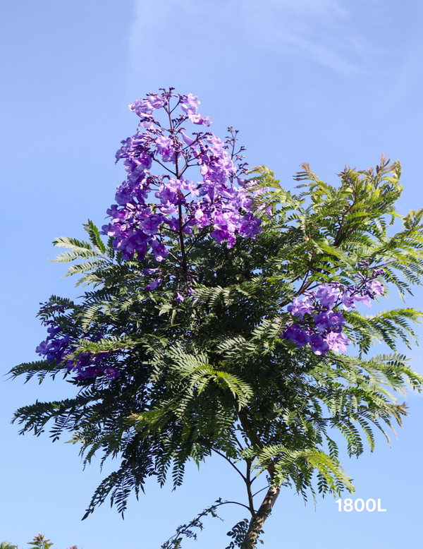 Jacaranda mimosifolia (Purple Flowering) - Evergreen Trees Direct