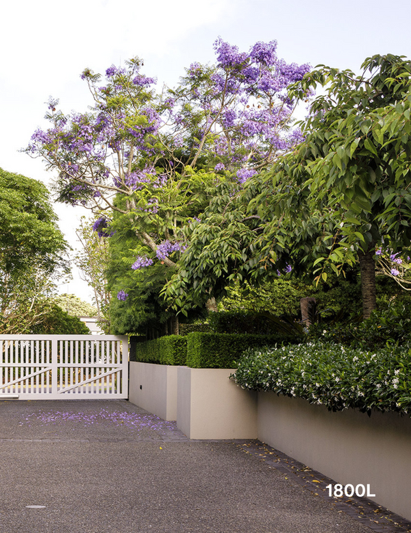 Jacaranda mimosifolia (Purple Flowering) - Evergreen Trees Direct