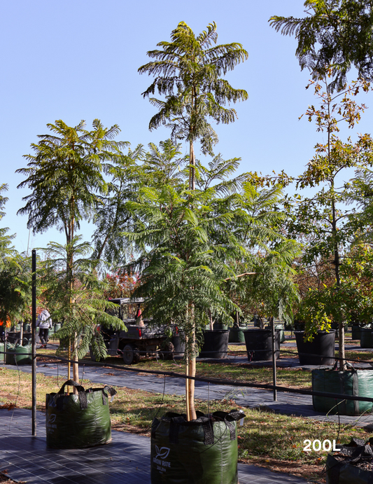 Jacaranda mimosifolia (Purple Flowering) - Evergreen Trees Direct