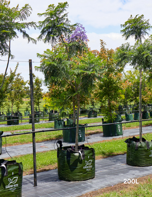 Jacaranda mimosifolia (Purple Flowering) - Evergreen Trees Direct