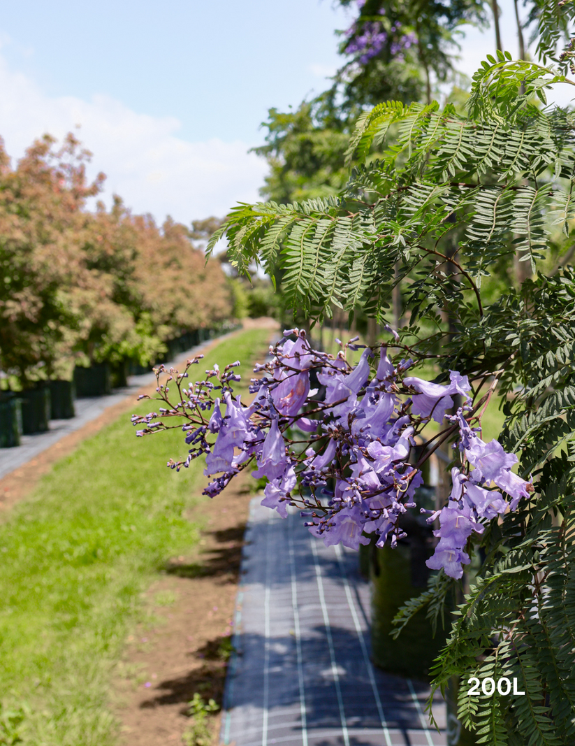 Jacaranda mimosifolia (Purple Flowering) - Evergreen Trees Direct