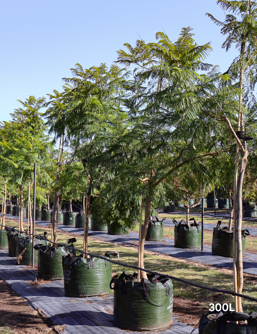 Jacaranda mimosifolia (Purple Flowering) - Evergreen Trees Direct