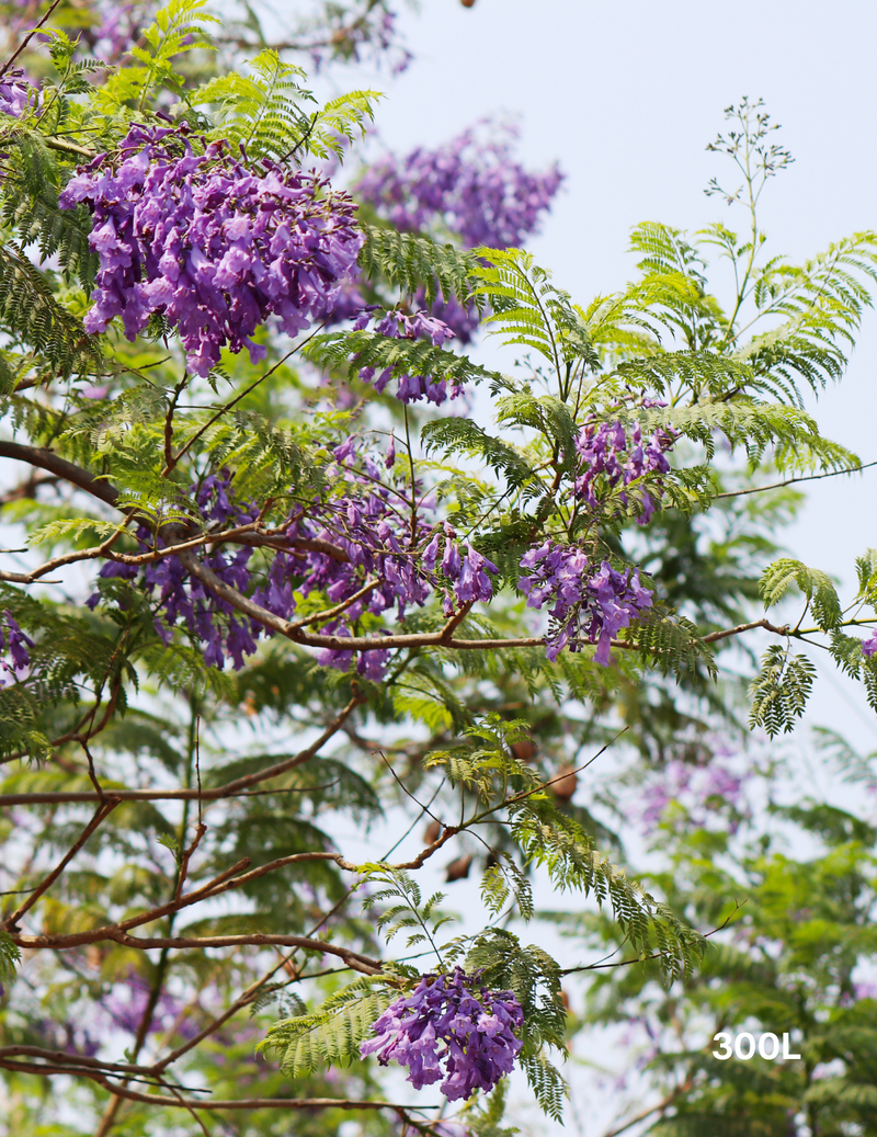 Jacaranda mimosifolia (Purple Flowering) - Evergreen Trees Direct