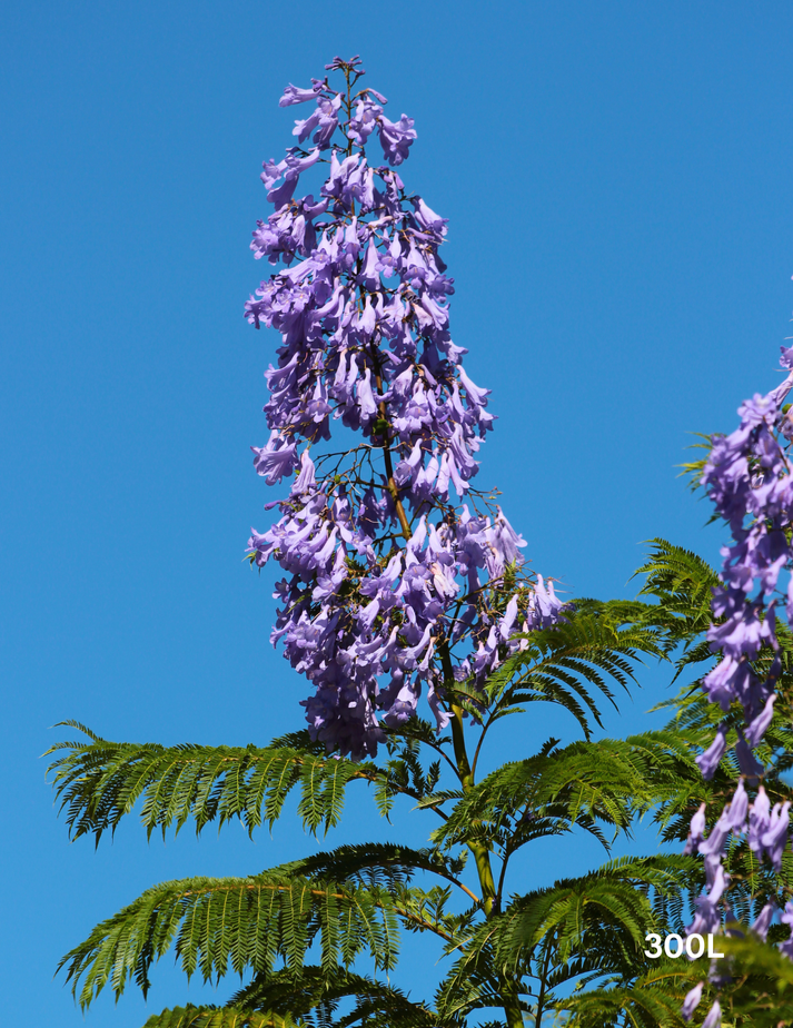 Jacaranda mimosifolia (Purple Flowering) - Evergreen Trees Direct