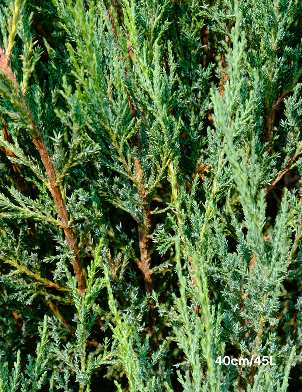 Juniperus scopulorum 'Skyrocket' 40cm - Evergreen Trees Direct